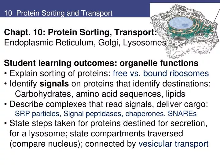 PPT - 10 Protein Sorting and Transport PowerPoint Presentation, free ...