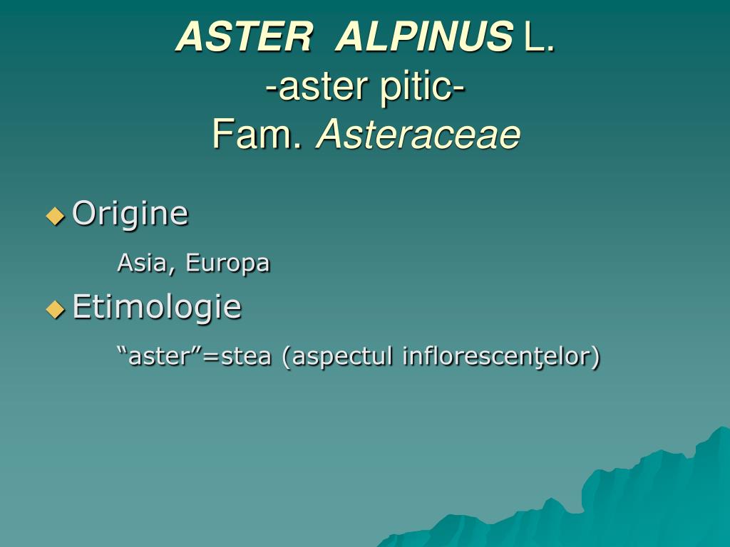 PPT - ACHILLEA FILIPENDULINA Lamk. -coada şoricelului- Fam. Asteraceae ...