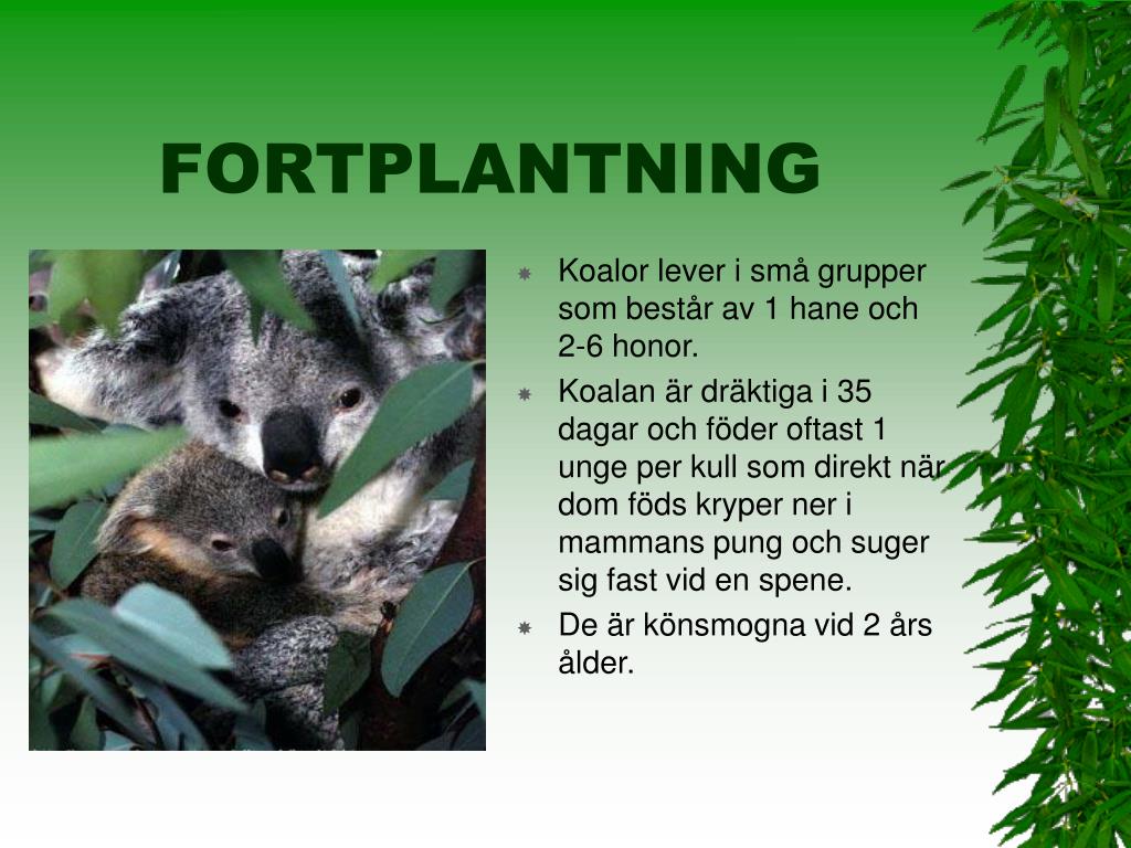 PPT - KOALAN VS ISBJÖRN Av:Emil Johansson & Axel Hagman PowerPoint ...