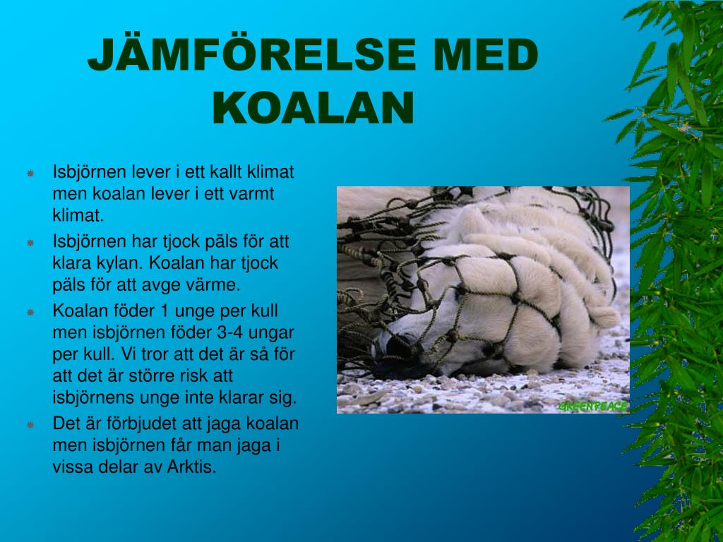 PPT - KOALAN VS ISBJÖRN Av:Emil Johansson & Axel Hagman PowerPoint ...