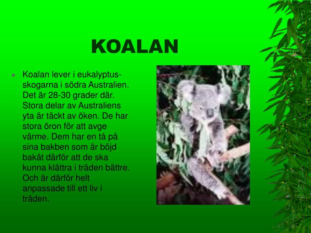 PPT - KOALAN VS ISBJÖRN Av:Emil Johansson & Axel Hagman PowerPoint ...