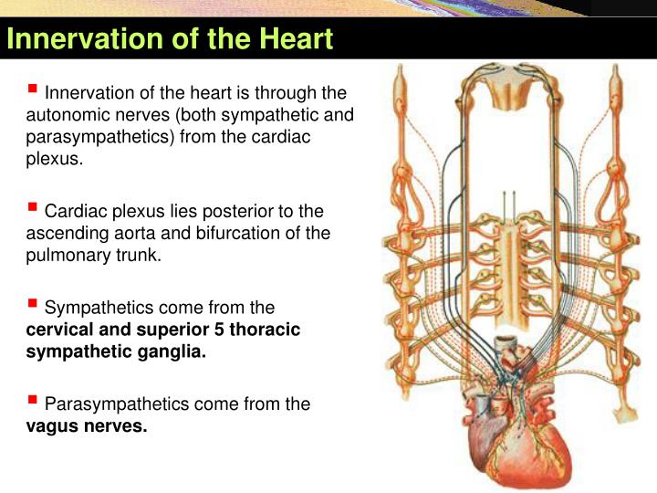 PPT - Coronary Vessels, Conduction and Nervous Systems of the Heart ...