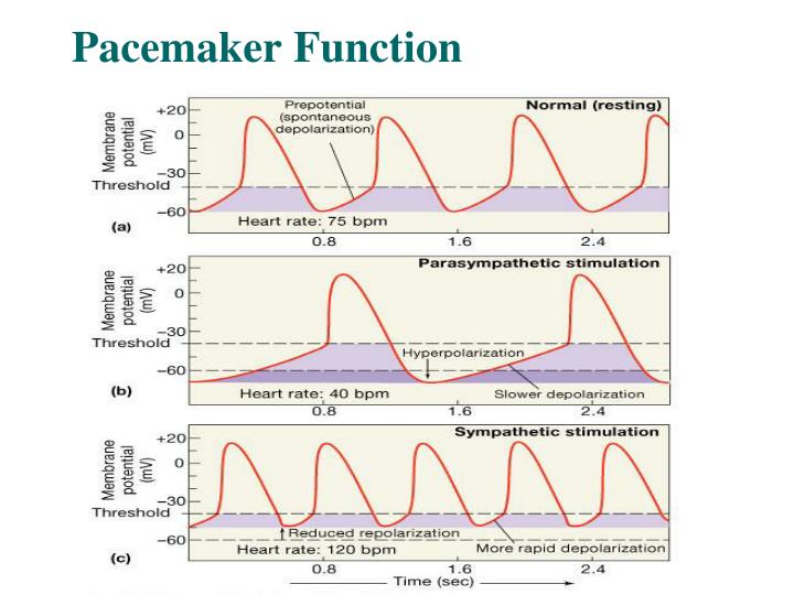 PPT - Fast Response Action Potential of Contractile Cardiac Muscle Cell ...