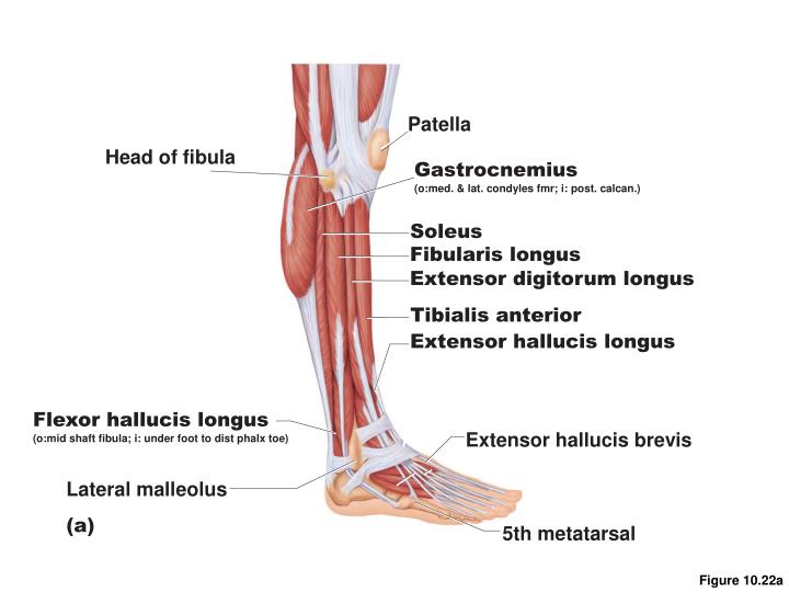 PPT - Muscles of the Torso and Limbs PowerPoint Presentation - ID:4329355