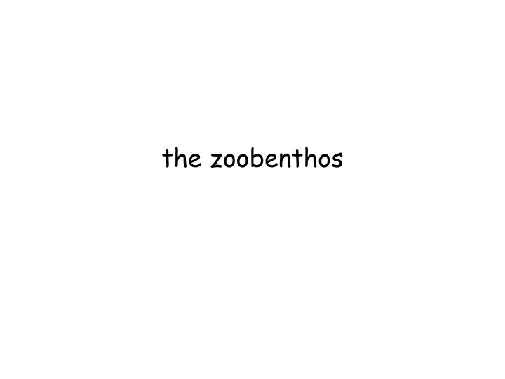 PPT - the zoobenthos PowerPoint Presentation, free download - ID:4329754