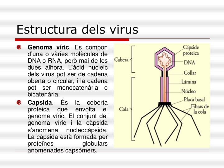 PPT - Els virus PowerPoint Presentation - ID:4330782