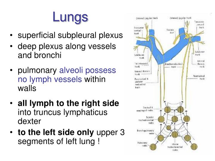 PPT - Lymph nodes and vessels PowerPoint Presentation - ID:4331486