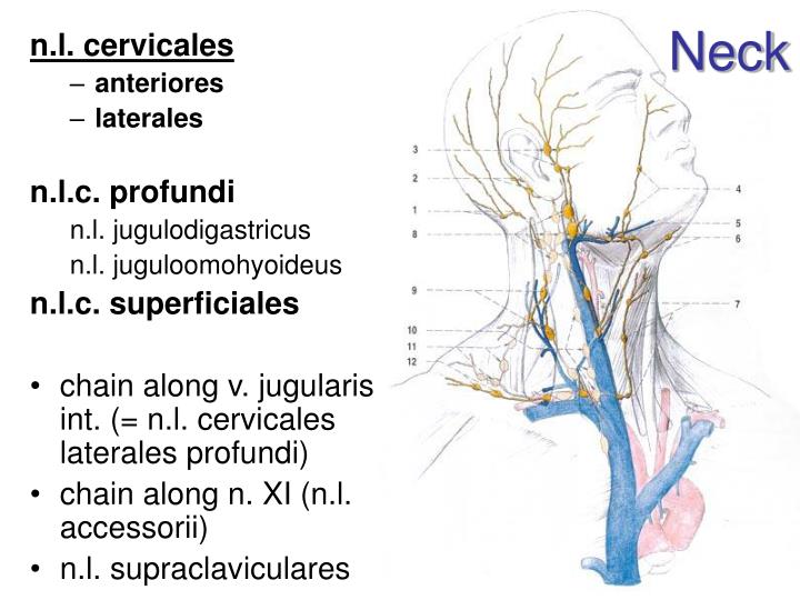 PPT - Lymph nodes and vessels PowerPoint Presentation - ID:4331486