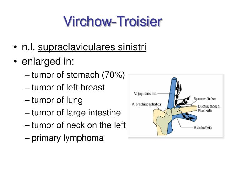 PPT - Lymph nodes and vessels PowerPoint Presentation - ID:4331486