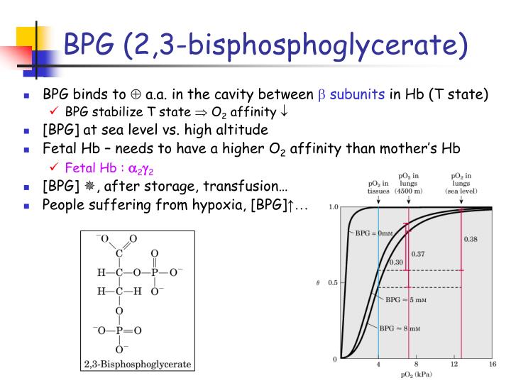 PPT - Protein Structures PowerPoint Presentation - ID:4331964