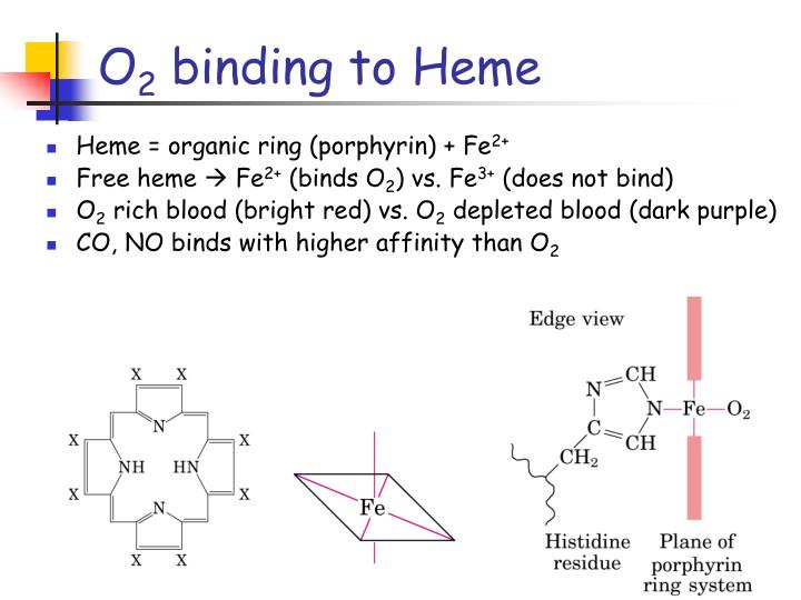 PPT - Protein Structures PowerPoint Presentation - ID:4331964