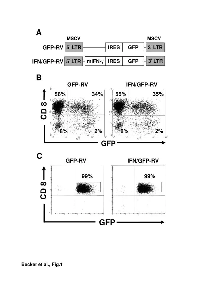 PPT - GFP PowerPoint Presentation, free download - ID:4333550