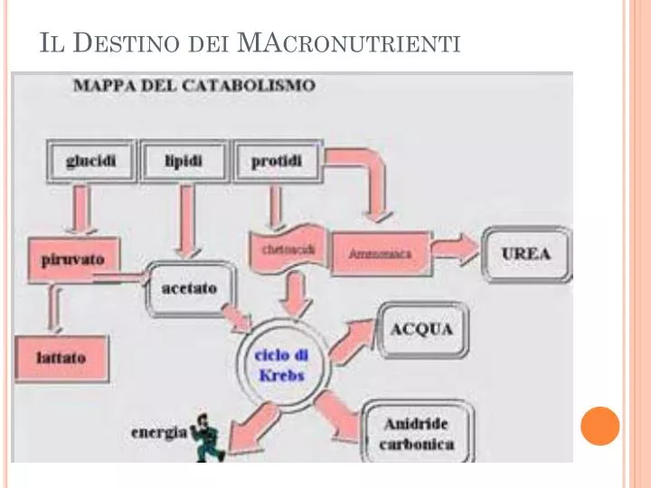 PPT - Il Destino dei MAcronutrienti PowerPoint Presentation, free download - ID:4336430