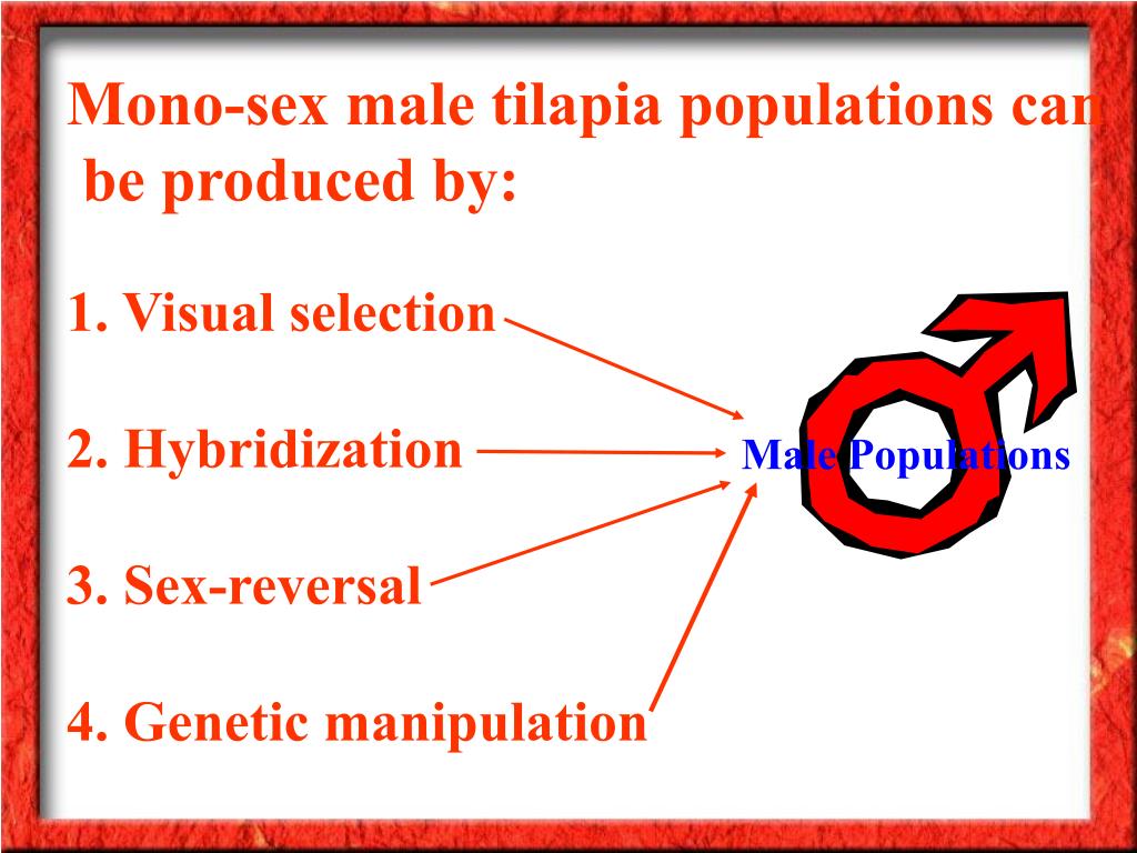 Ppt Tilapia Culture Powerpoint Presentation Free Download Id 4339367
