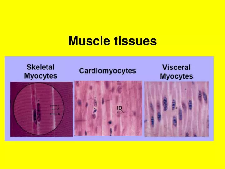PPT - Muscle tissues PowerPoint Presentation, free download - ID:4340576