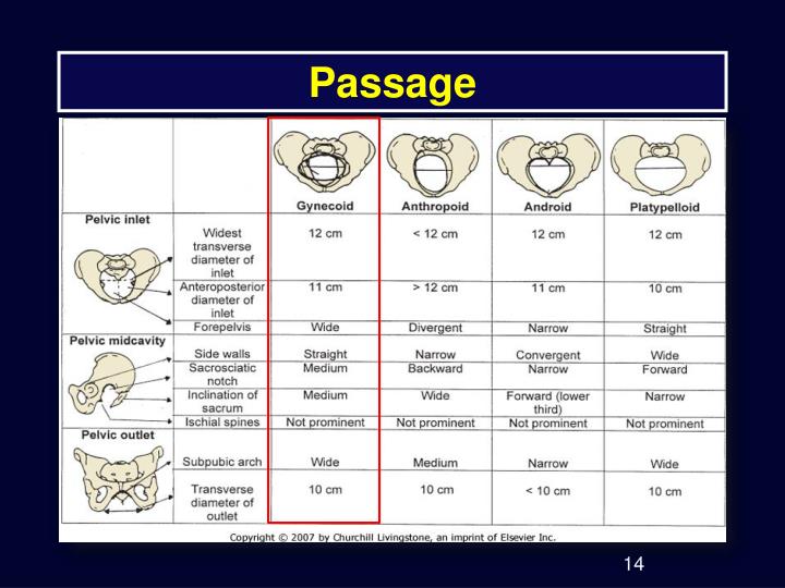 PPT - Parturition/Stages of Labor PowerPoint Presentation - ID:4340987
