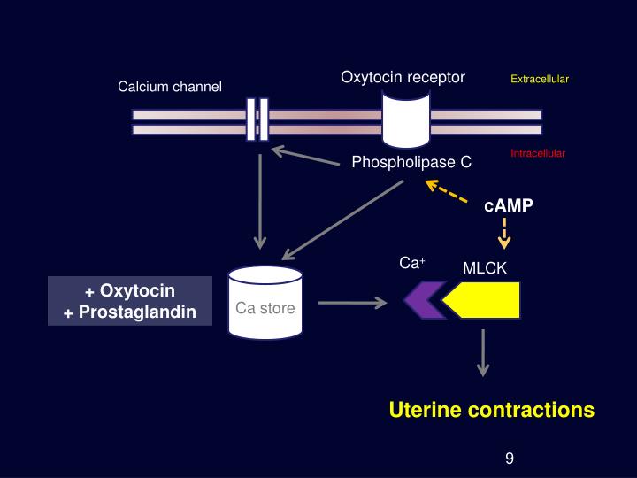 PPT - Parturition/Stages of Labor PowerPoint Presentation - ID:4340987