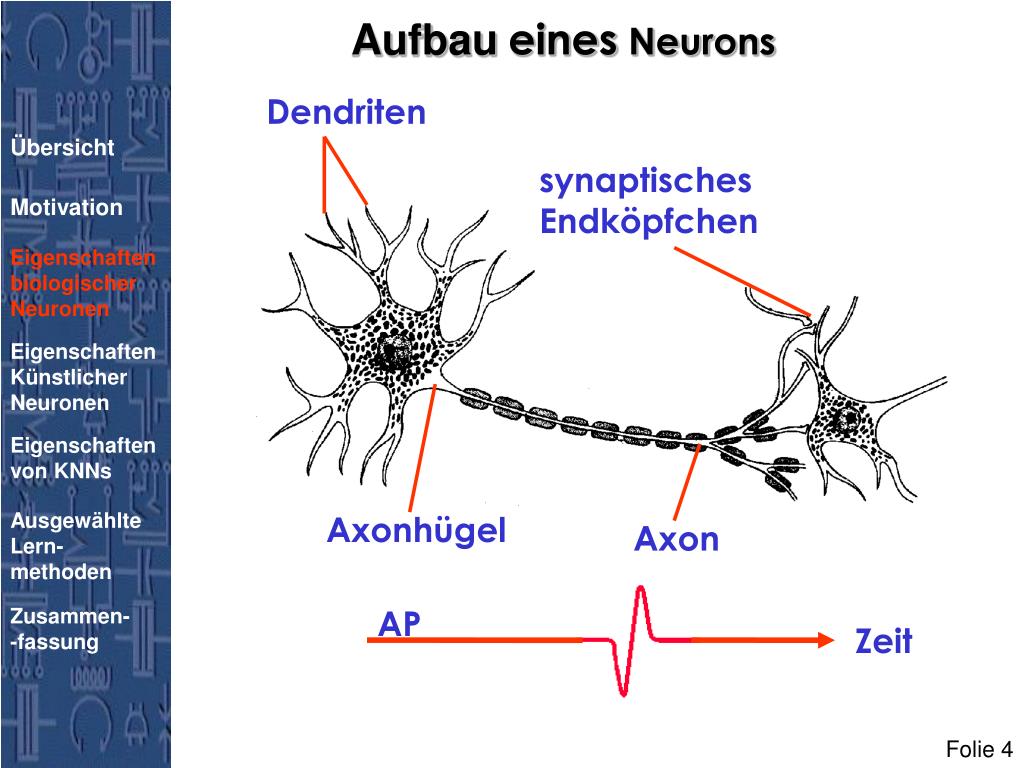 PPT - Motivation Eigenschaften biologischer Neuronen Eigenschaften ...