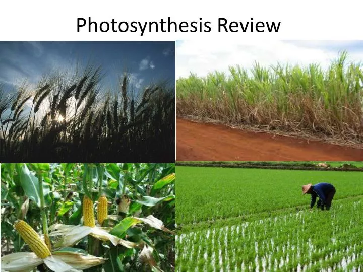PPT - Photosynthesis Review PowerPoint Presentation, free download - ID ...