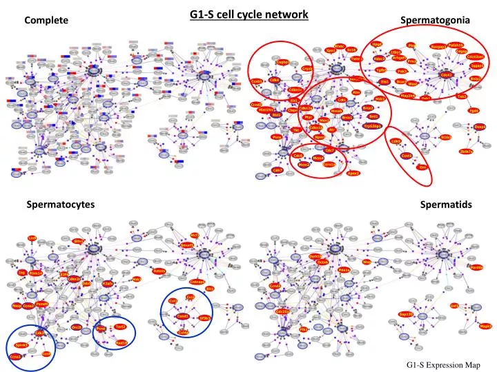 PPT - G1-S cell cycle network PowerPoint Presentation, free download ...