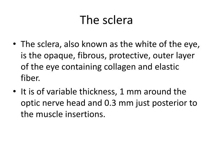 PPT - Anatomy And Embryology Of The Eye And Ocular Adnexa PowerPoint ...