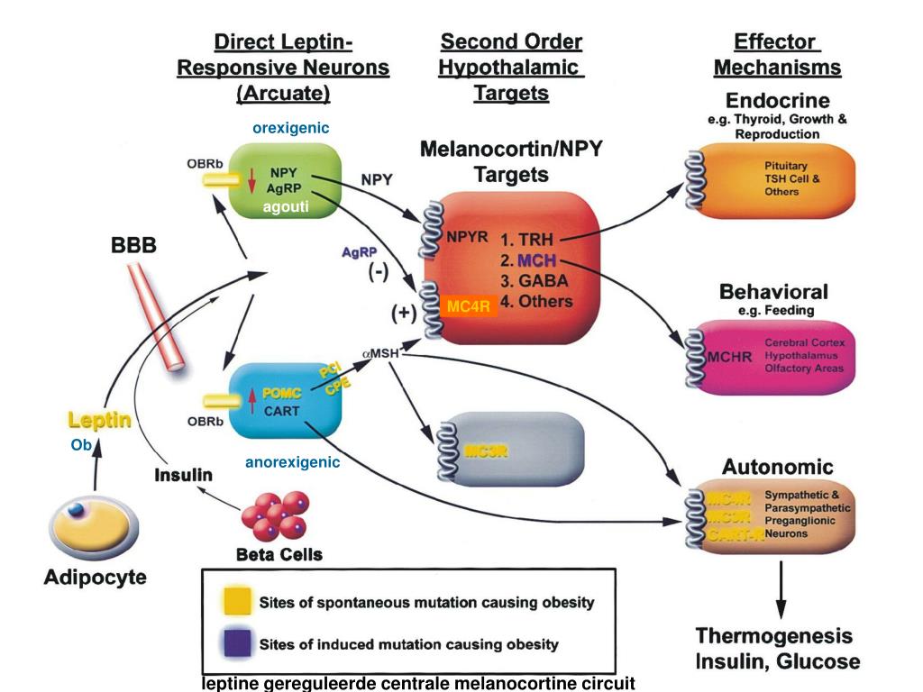 Ppt Human Molecular Genetics Iv Genetics Of Common Diseases