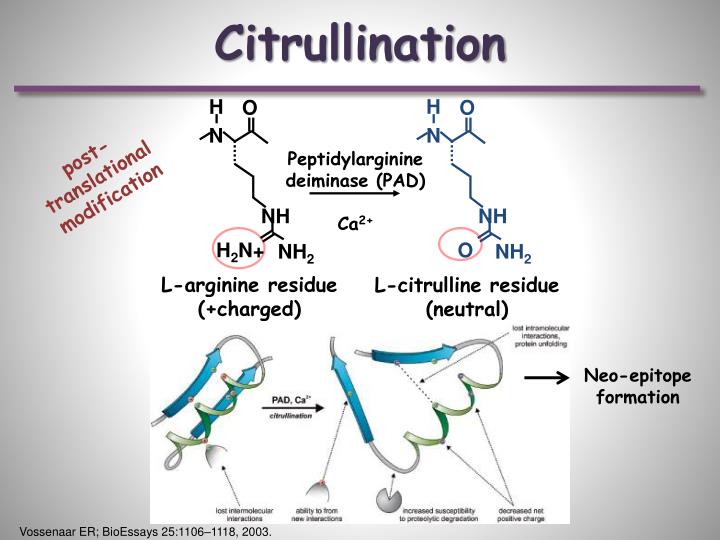 PPT - Rheumatoid Arthritis & Periodontal Disease PowerPoint ...