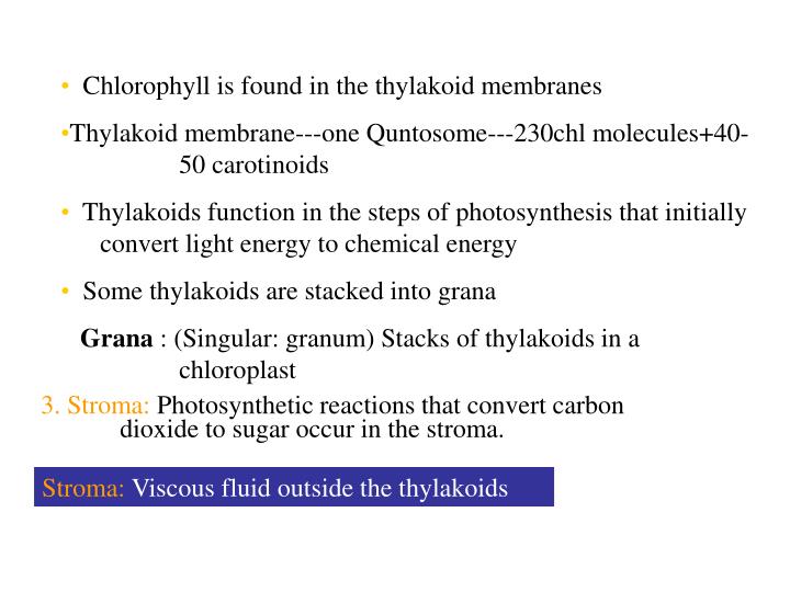 PPT - CHLOROPLAST PowerPoint Presentation - ID:4346703