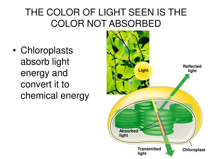 PPT - CHLOROPLAST PowerPoint Presentation - ID:4346703