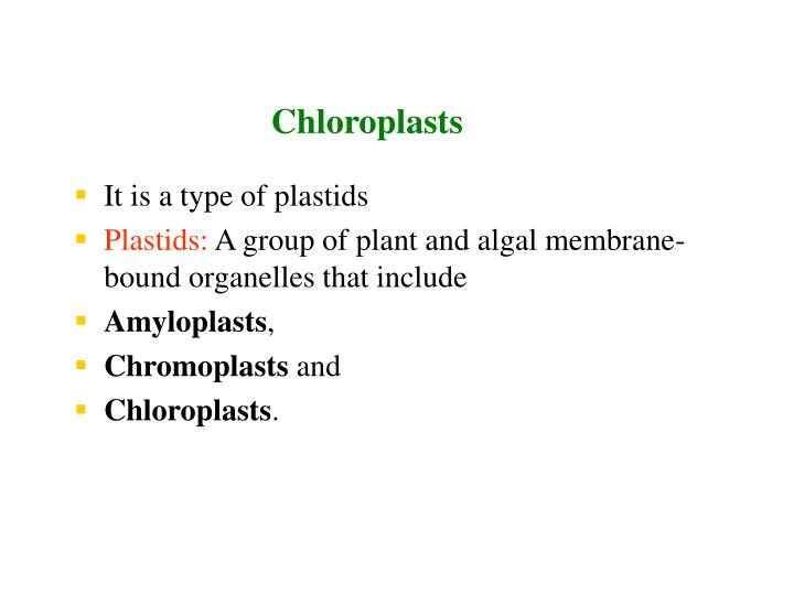 PPT - CHLOROPLAST PowerPoint Presentation - ID:4346703