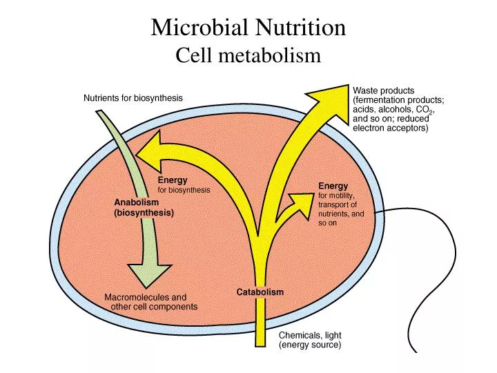 PPT - Microbial Nutrition Cell metabolism PowerPoint Presentation, free ... PPT - Microbial Nutrition Cell metabolism PowerPoint Presentation, free ...