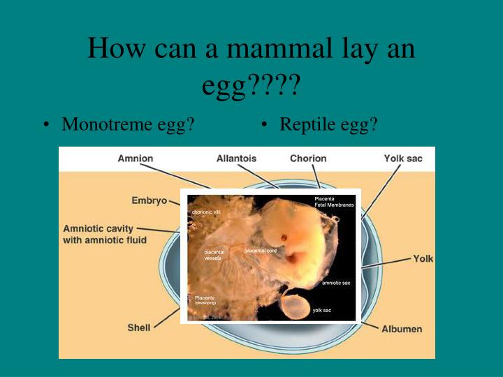 PPT - The 3 subclasses of mammals differ strikingly in their modes of ...