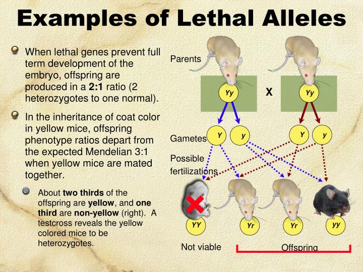 PPT - GENE INTERACTIONS PowerPoint Presentation - ID:4347301