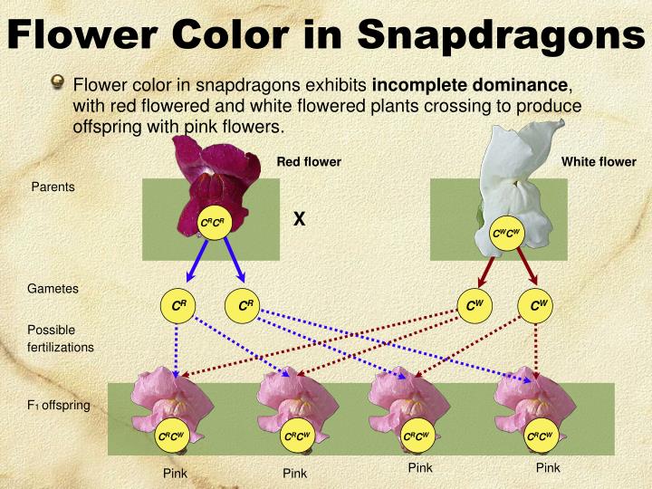 PPT - GENE INTERACTIONS PowerPoint Presentation - ID:4347301