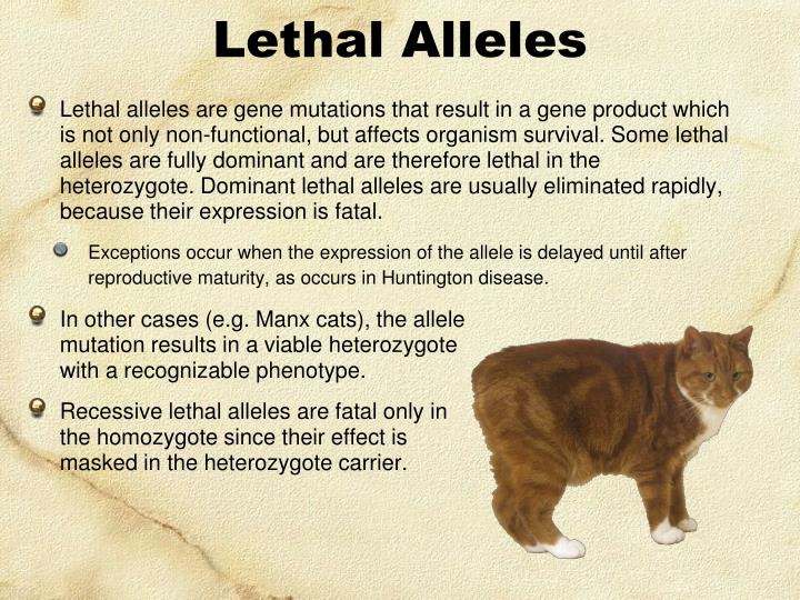 PPT - GENE INTERACTIONS PowerPoint Presentation - ID:4347301