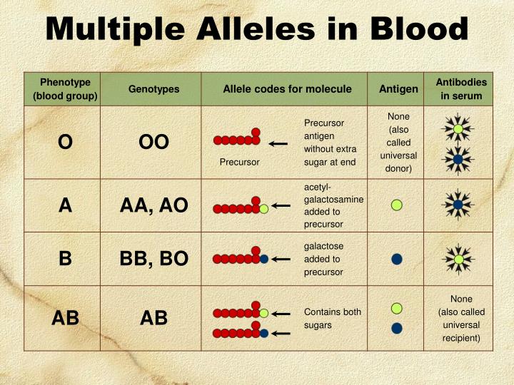 PPT - GENE INTERACTIONS PowerPoint Presentation - ID:4347301