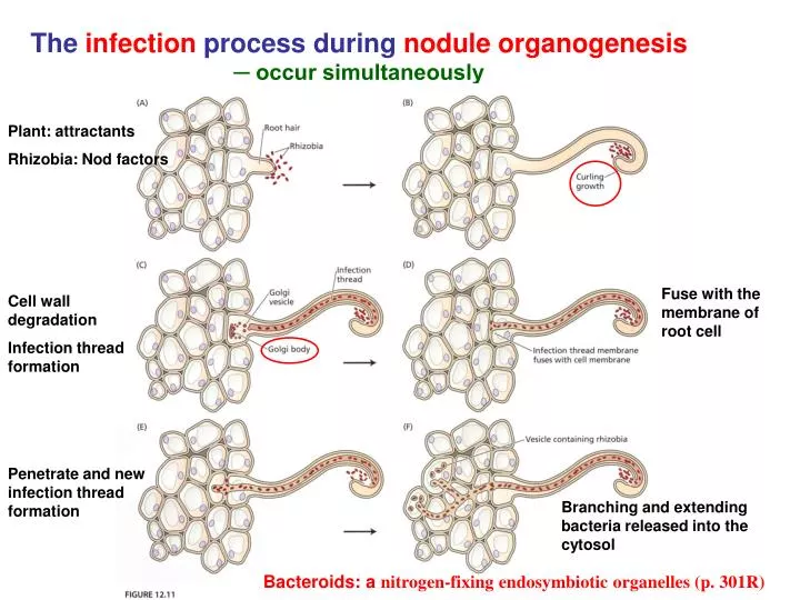 PPT - The infection process during nodule organogenesis ─ occur ...