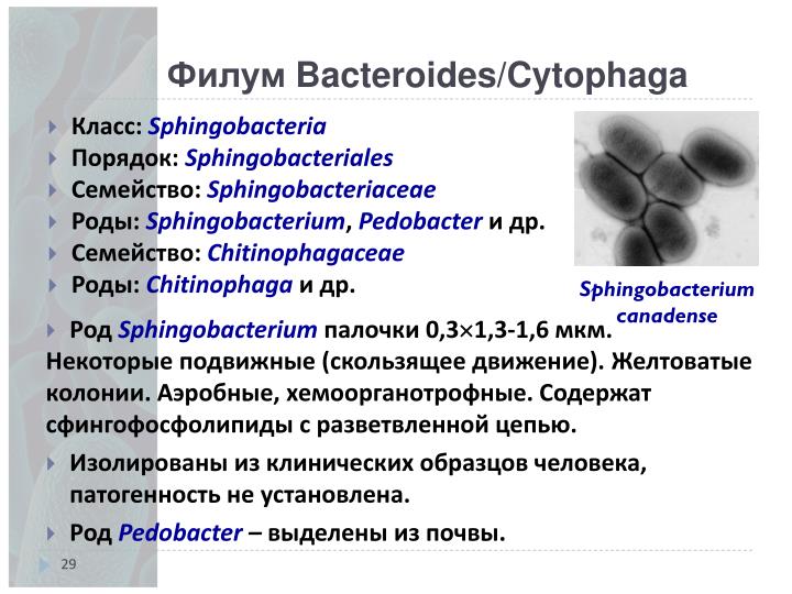 PPT - Систематика домена BACTERIA PowerPoint Presentation - ID:4348262