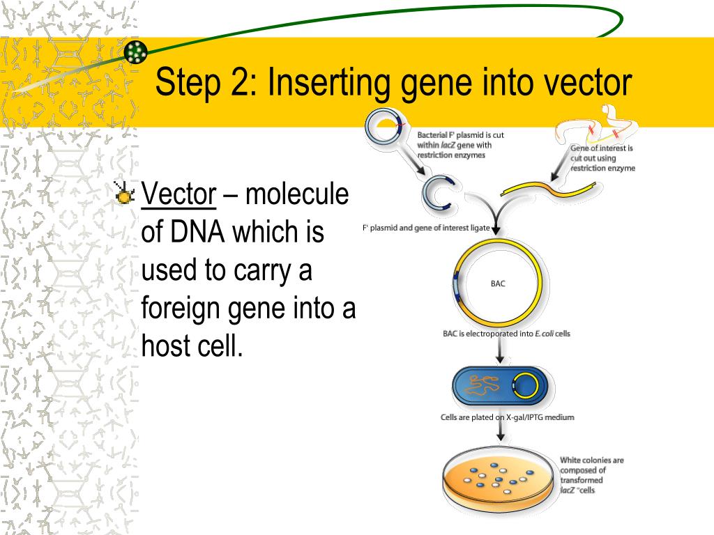 PPT Principles Of Genetic Engineering PowerPoint Presentation Free PPT Principles Of Genetic Engineering PowerPoint Presentation Free