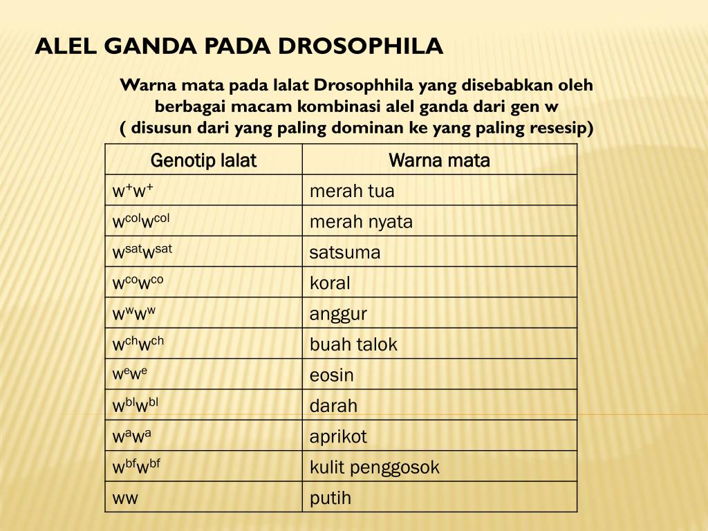 PPT - ALEL GANDA ALEL GANDA PADA MAMALIA Fenotif dan genotif yang ...