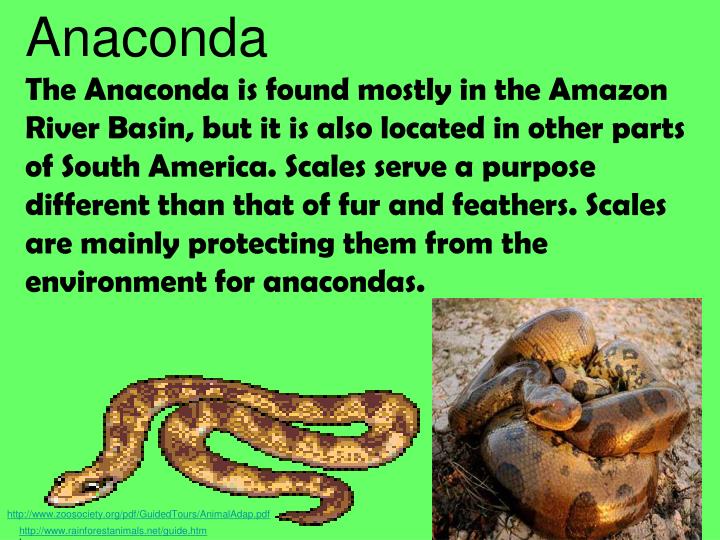 PPT - The Tropical Rainforest PowerPoint Presentation - ID:4351825