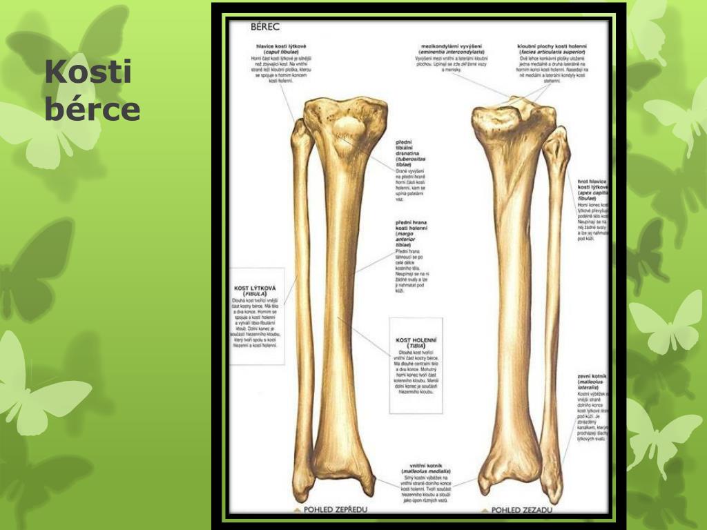 PPT - Popis kostry lidského těla PowerPoint Presentation, free download ...