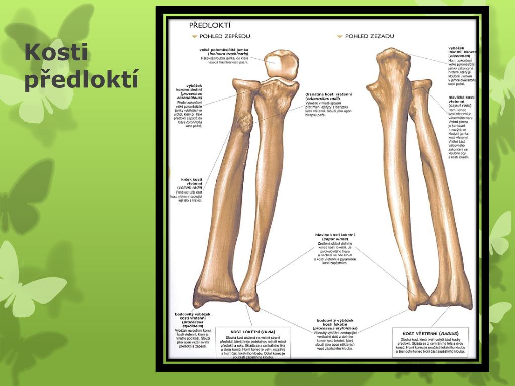 PPT - Popis kostry lidského těla PowerPoint Presentation, free download ...