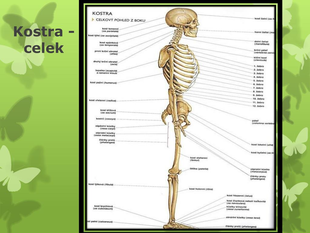 PPT - Popis kostry lidského těla PowerPoint Presentation, free download ...