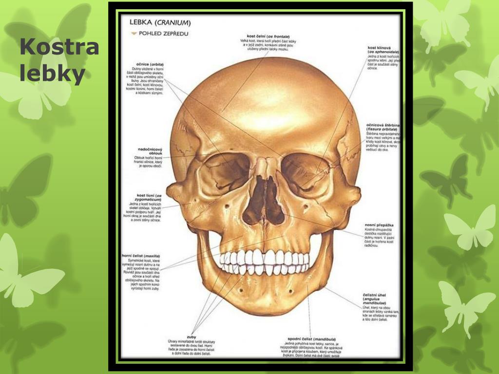 PPT - Popis kostry lidského těla PowerPoint Presentation, free download ...