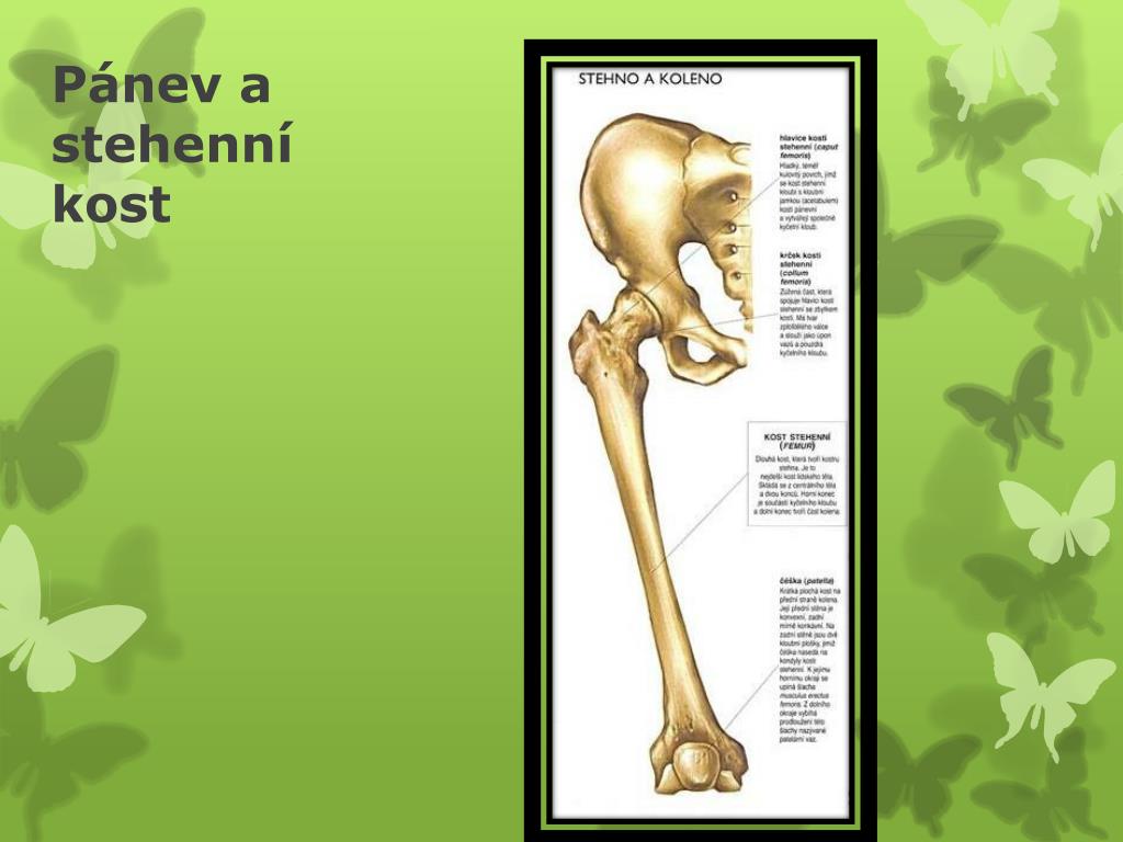 PPT - Popis kostry lidského těla PowerPoint Presentation, free download ...