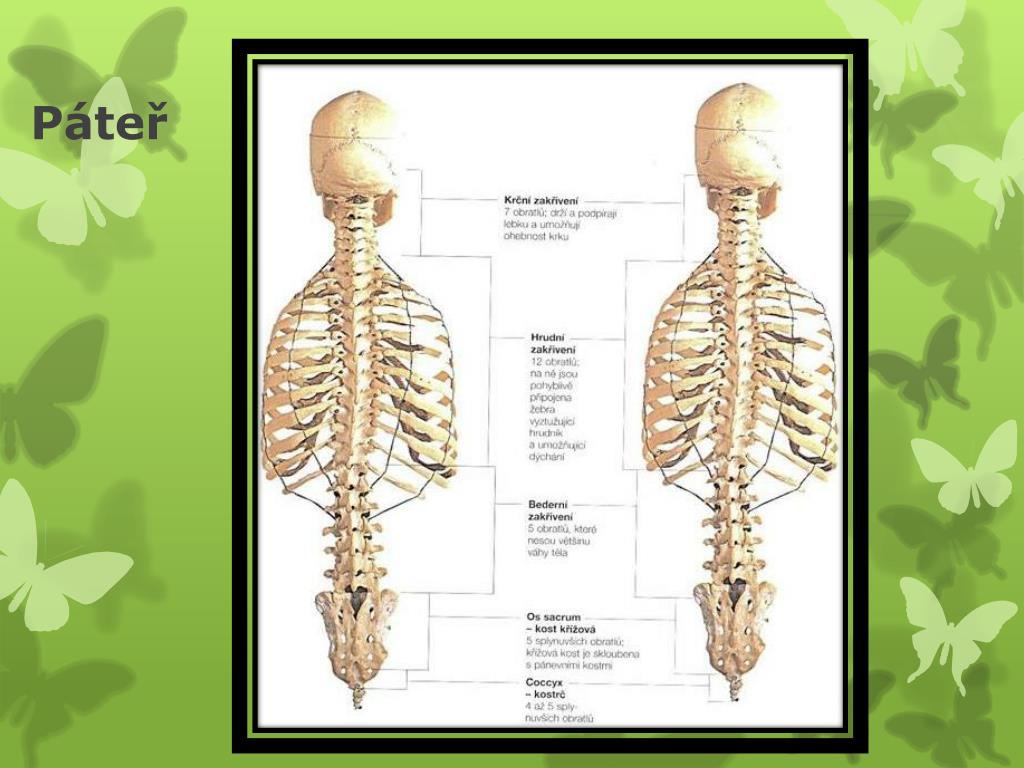 PPT - Popis kostry lidského těla PowerPoint Presentation, free download ...