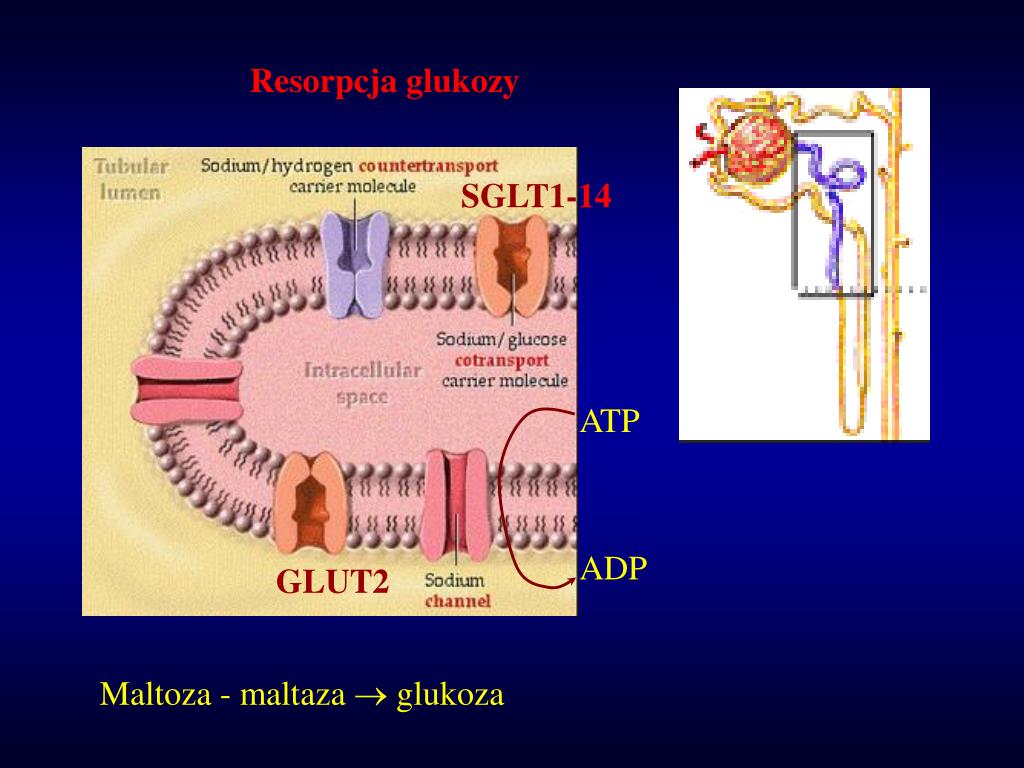 PPT - Izojonia, izowolemia PowerPoint Presentation, free download - ID ...