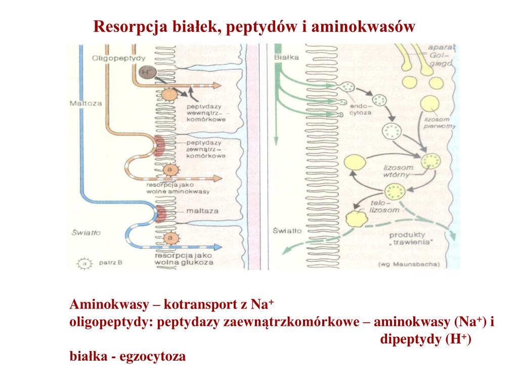 PPT - Izojonia, izowolemia PowerPoint Presentation, free download - ID ...
