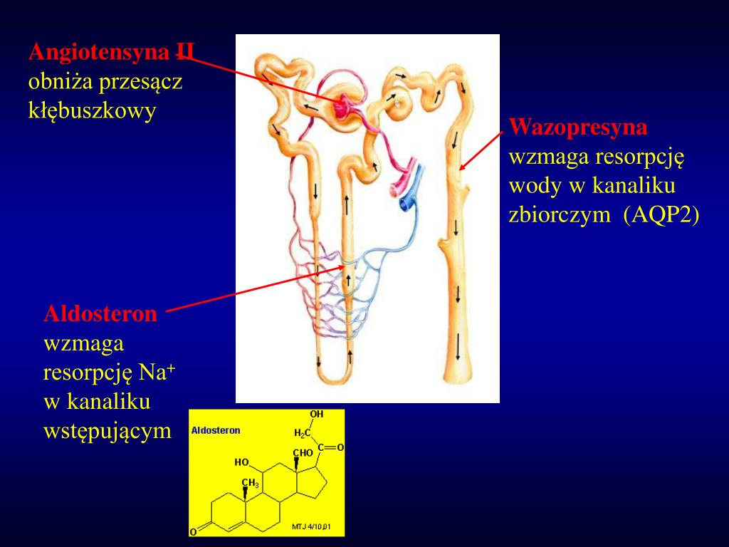 PPT - Izojonia, izowolemia PowerPoint Presentation, free download - ID ...